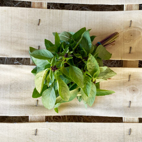 Thai Basilikum - die veggies